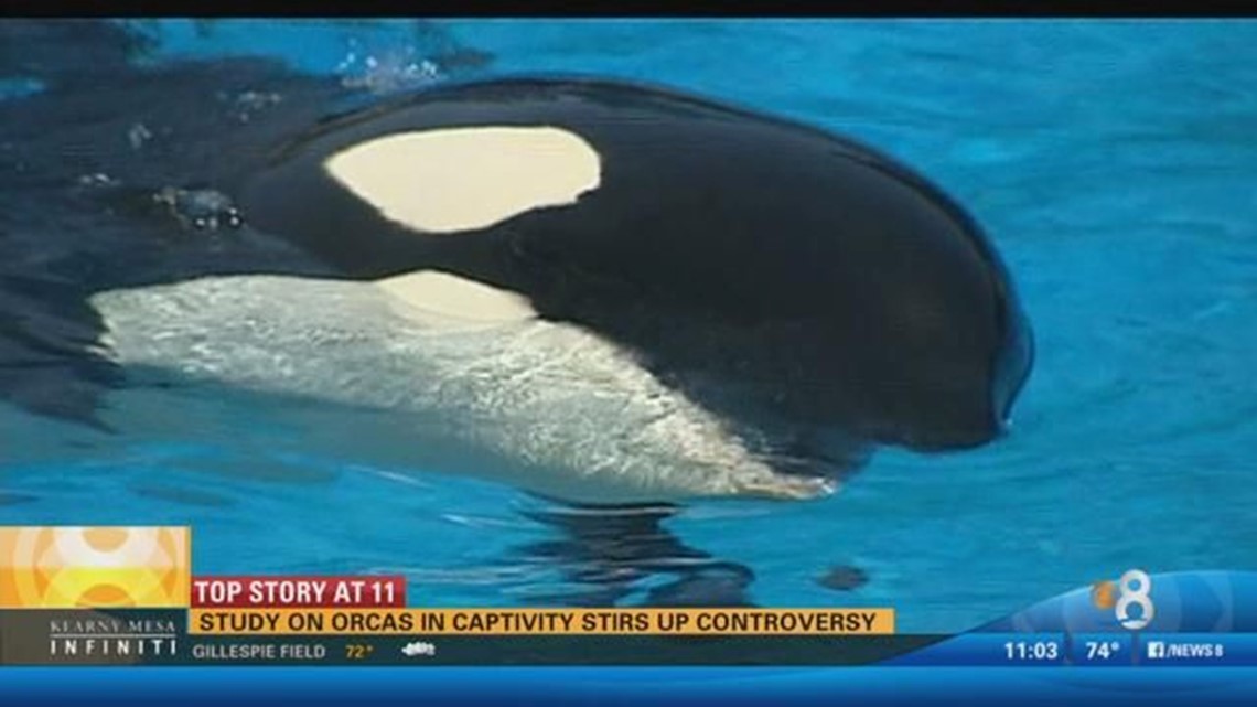 New orcas in captivity study stirs up controversy | cbs8.com