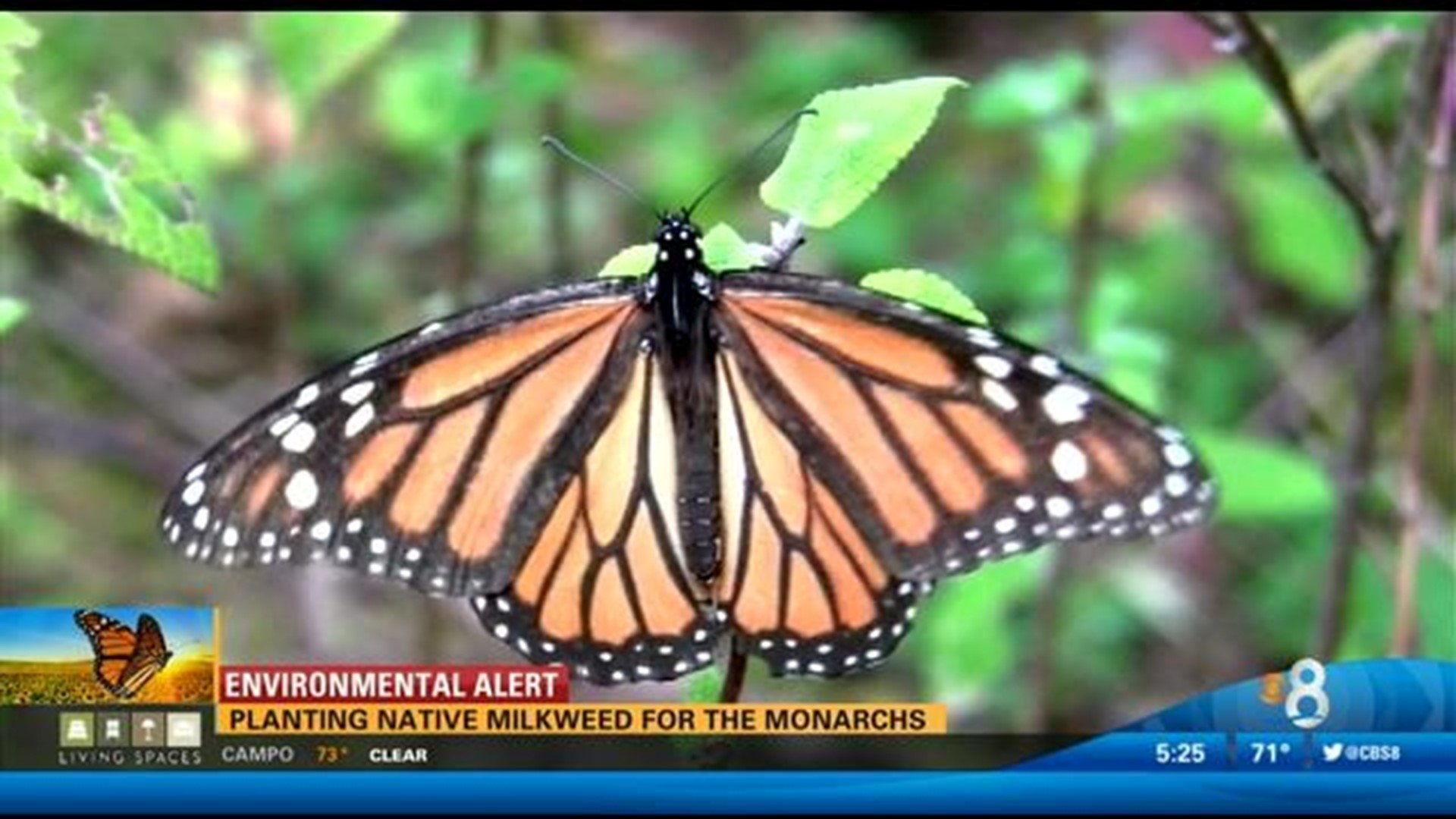 Saving the Monarch butterfly | cbs8.com