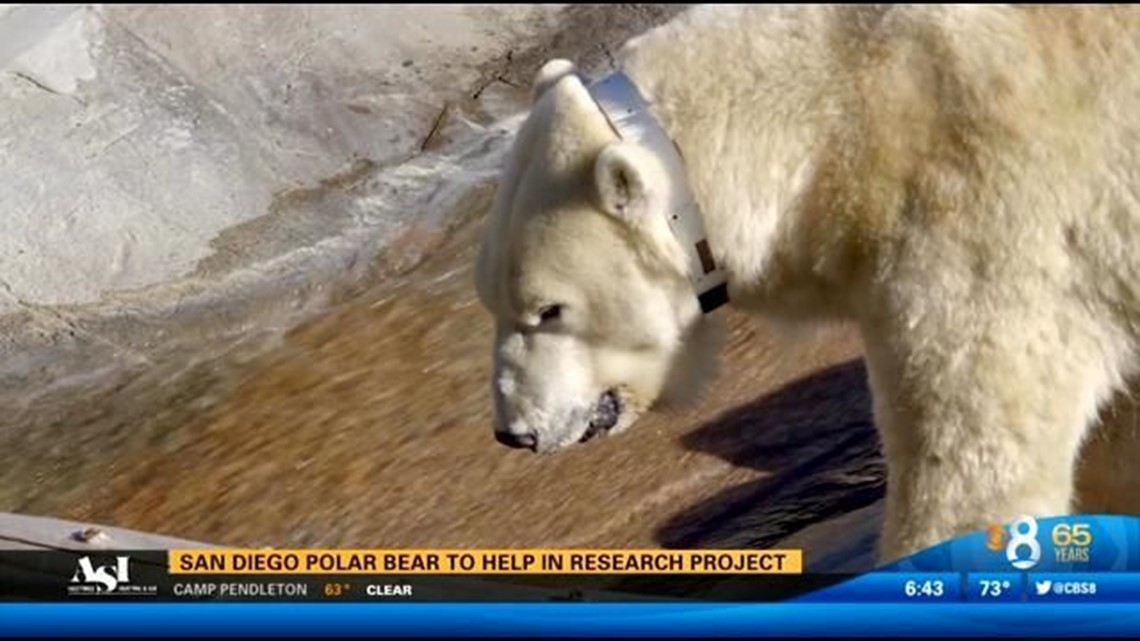 San Diego polar bear to help in research project | cbs8.com
