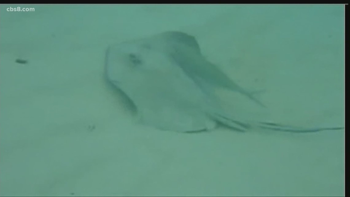 VERIFY: How to treat stingray injuries | cbs8.com