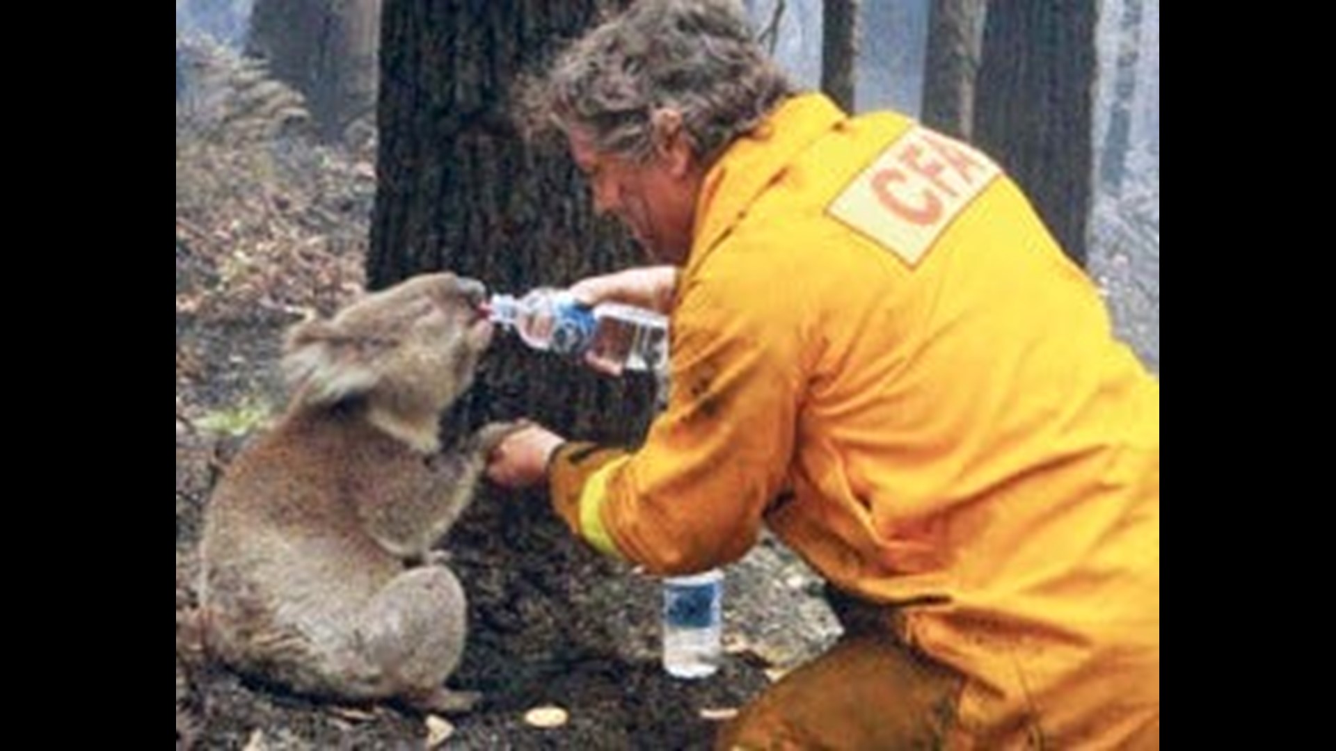 Australian Firefighter Saves Koala | cbs8.com