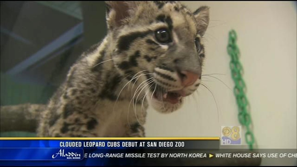 Clouded leopard cubs debut at San Diego Zoo | cbs8.com