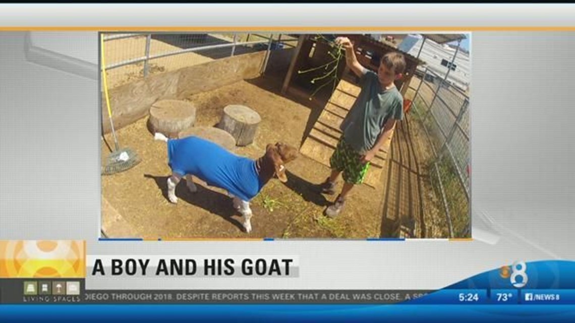 A Boy and His Goat | cbs8.com