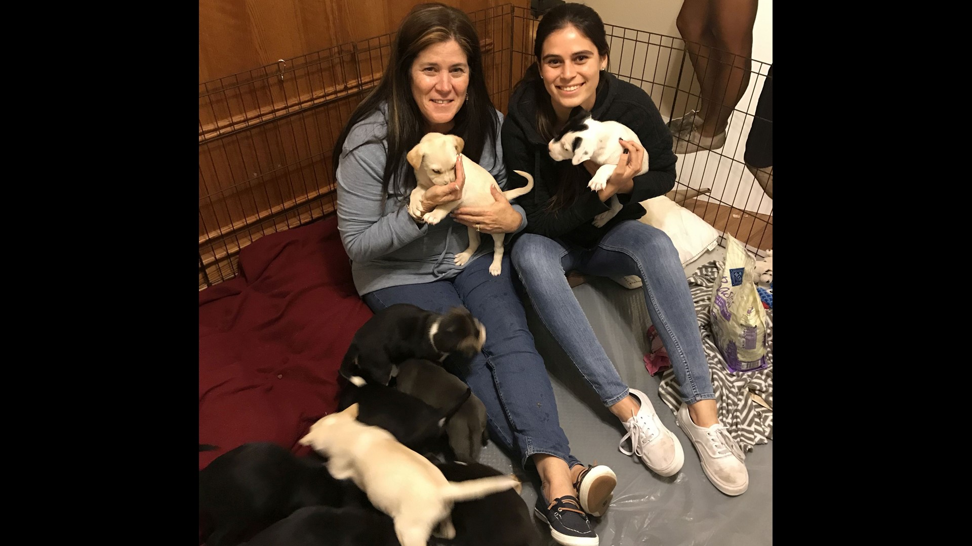 Helen Woodward Animal Center seeks foster families as it sees an influx ...