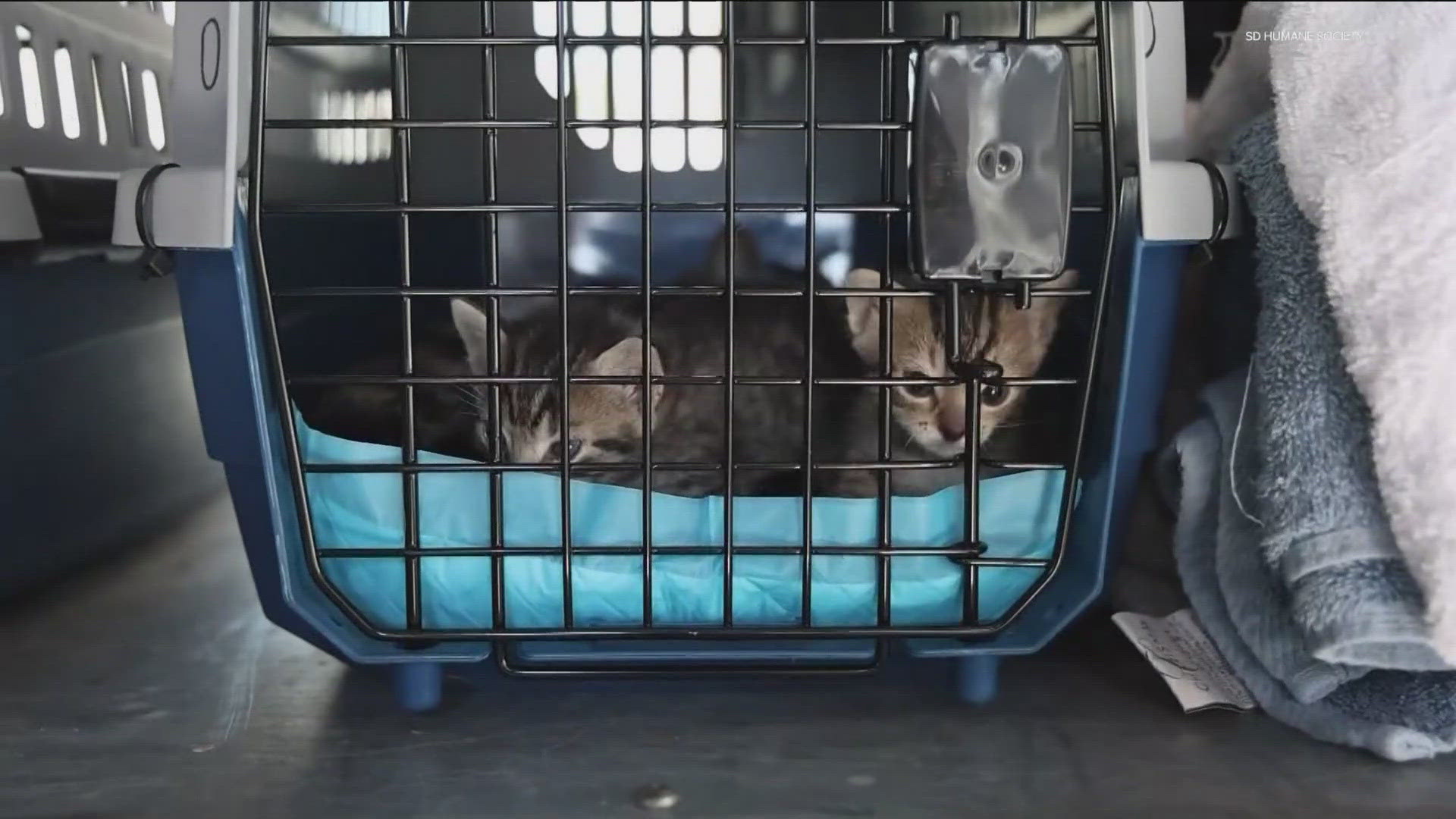 San Diego Humane Society at full capacity with 274 animals | cbs8.com