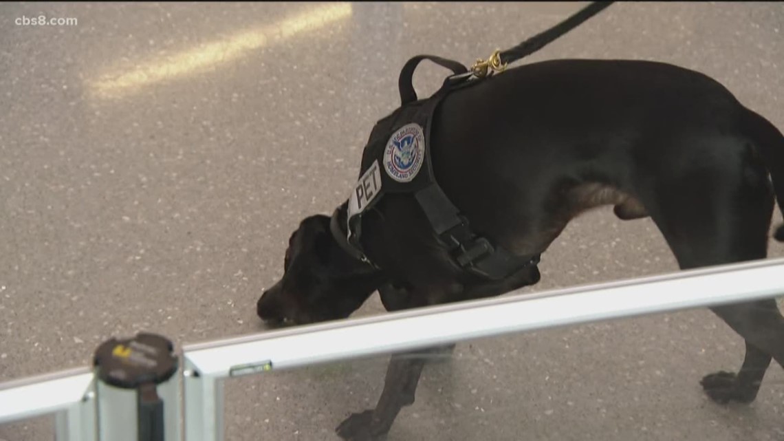 TSA deploying 400 explosive detection dogs at airports around the ...
