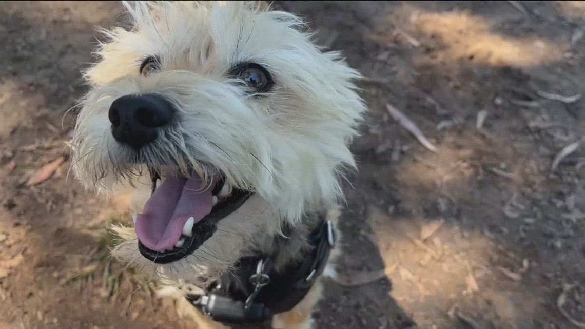 San Diego Humane Society launches $25 adoption, help LA wildfire ...