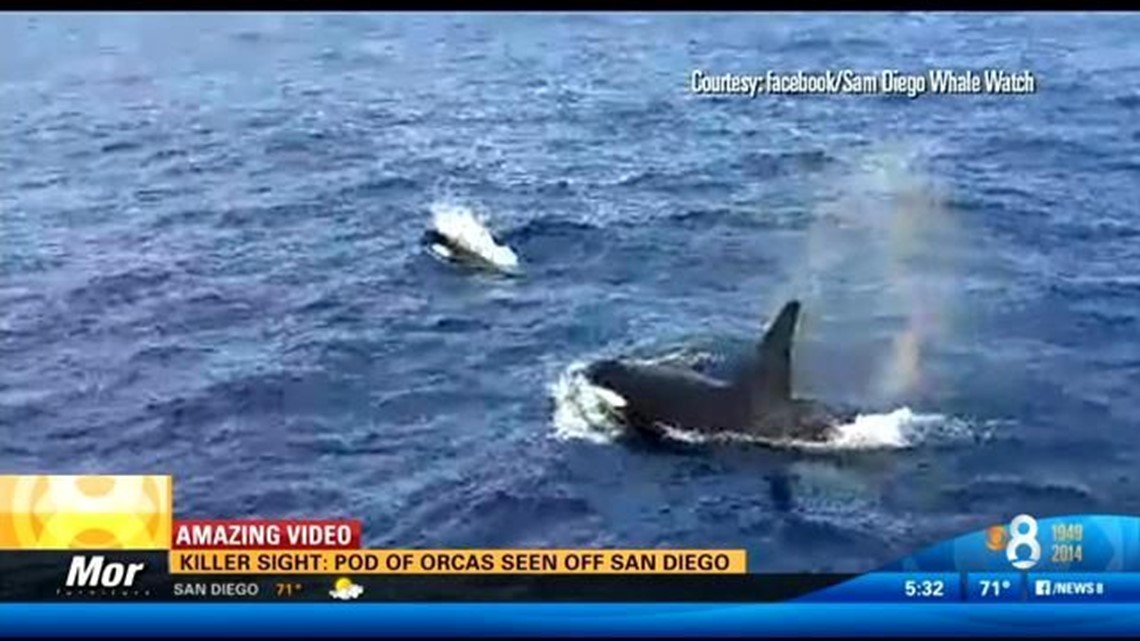 Killer sight: Pod of orcas seen off San Diego | cbs8.com