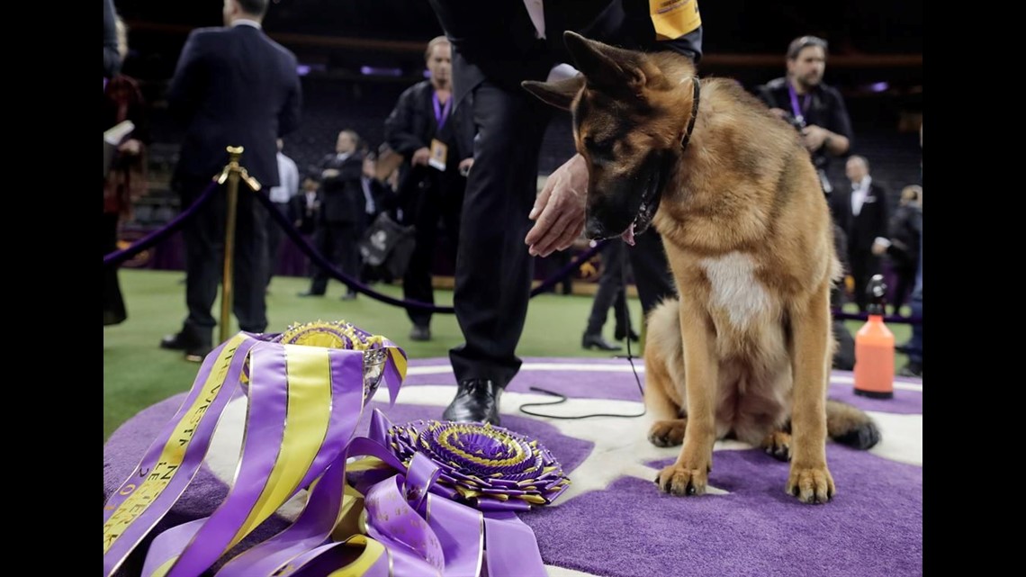 Rumor the German shepherd wins best in show at Westminster | cbs8.com