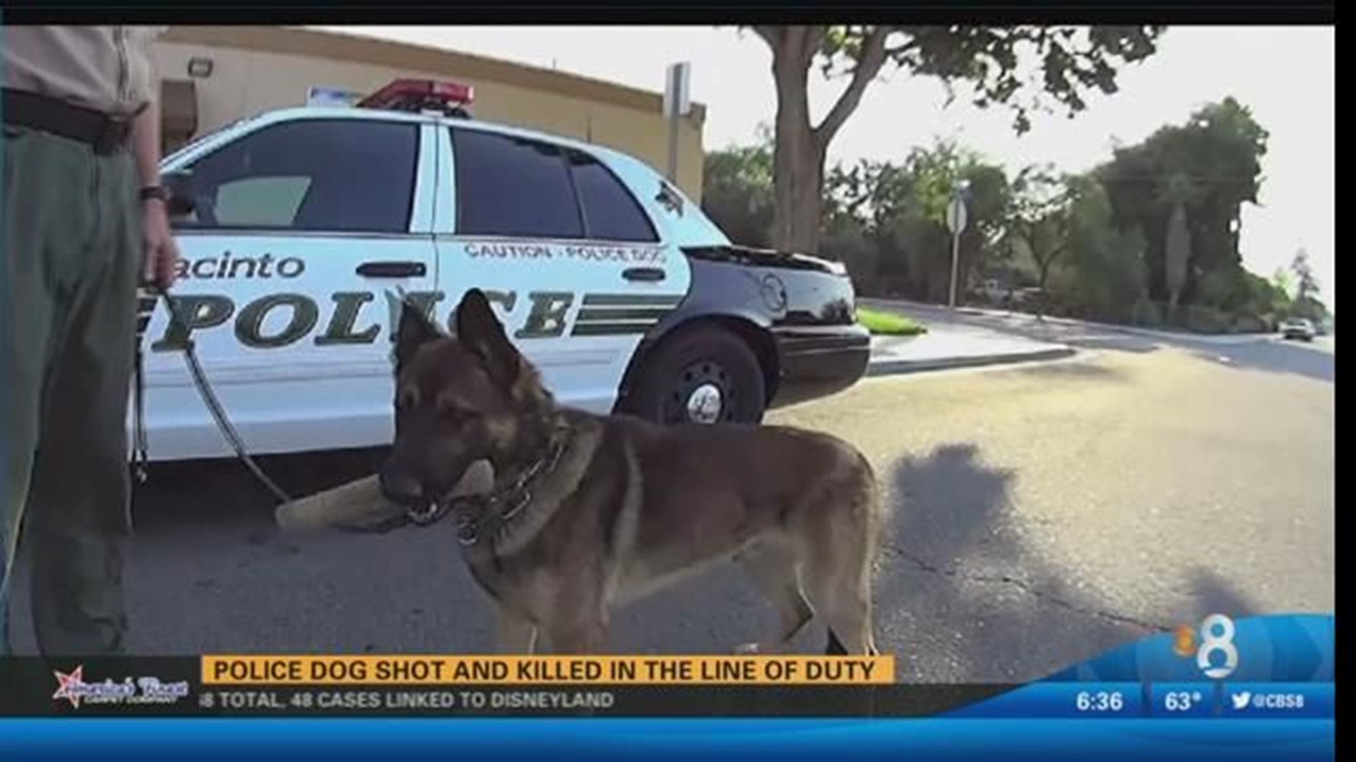 Riverside County police dog shot and killed in the line of duty | cbs8.com