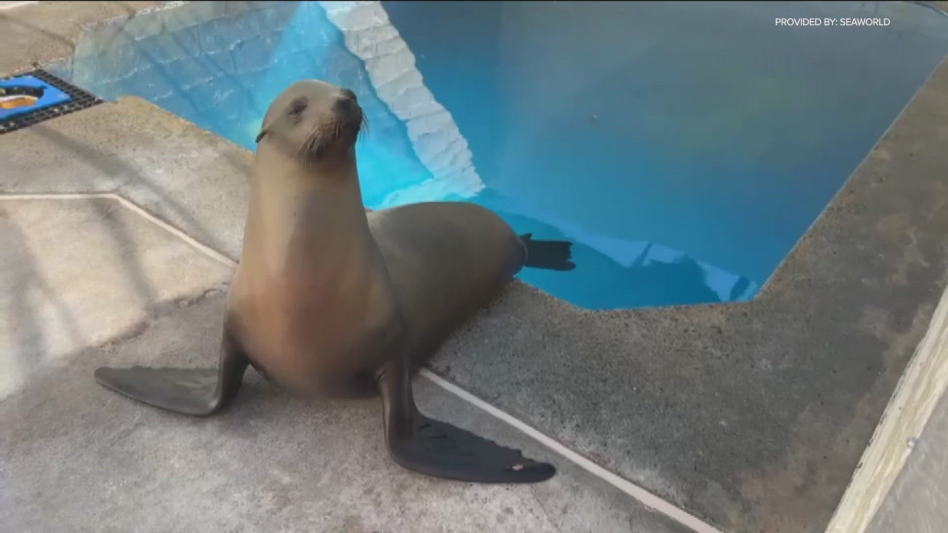 SeaWorld San Diego sees influx of sick sea lions from algae bloom ...