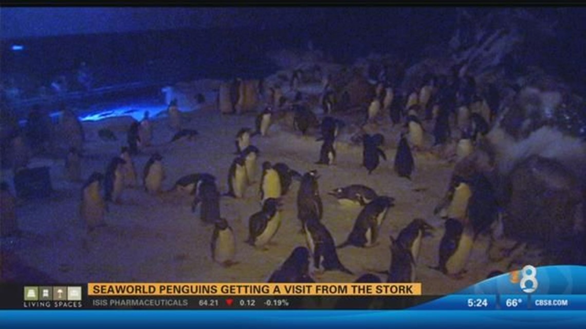 SeaWorld's Penguin Encounter celebrates 30-years | cbs8.com