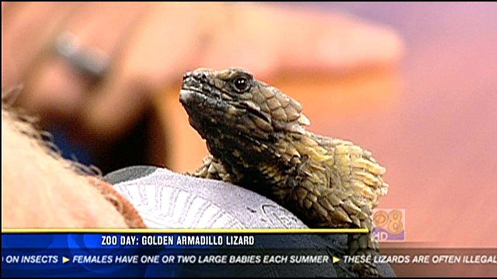 Zoo Day: Golden armadillo lizard | cbs8.com