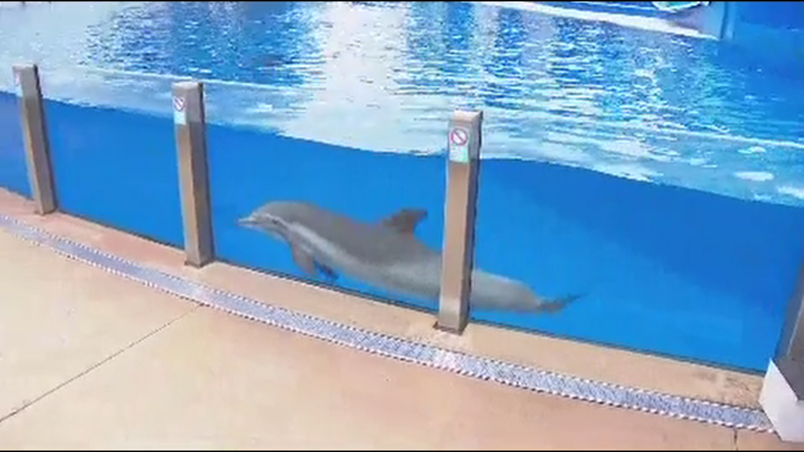 Get behind the scenes access at SeaWorld with “Inside Look” | cbs8.com