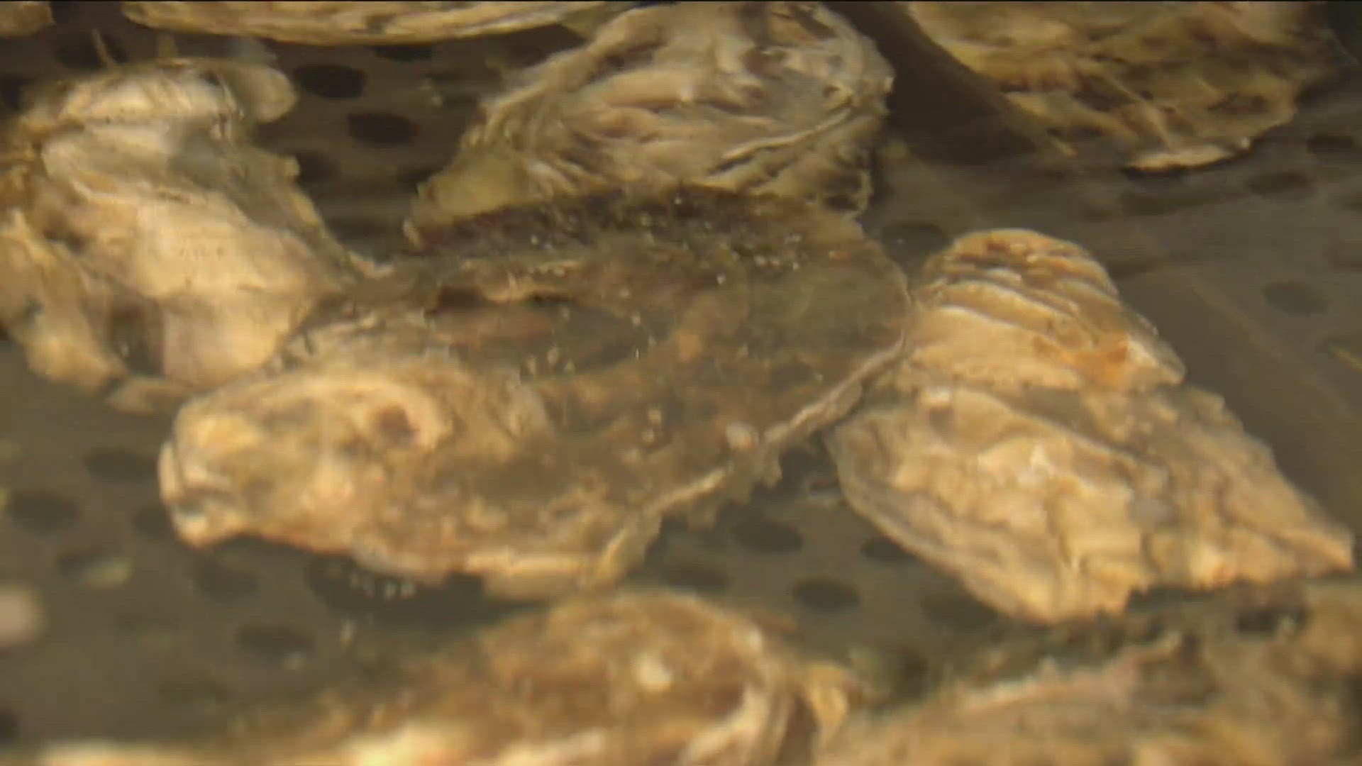 Health officials warn against local bivalve shellfish consumption ...
