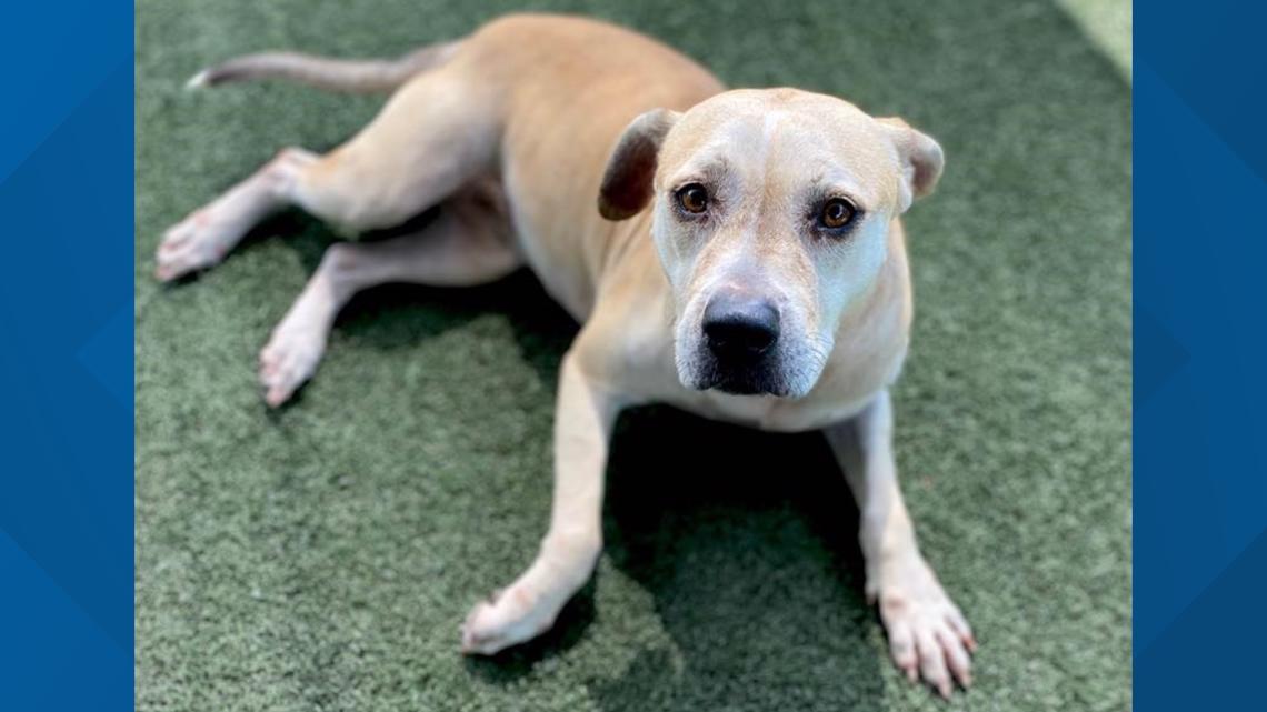Dogs rescued from Hurricane Delta up for adoption in San Diego | cbs8.com