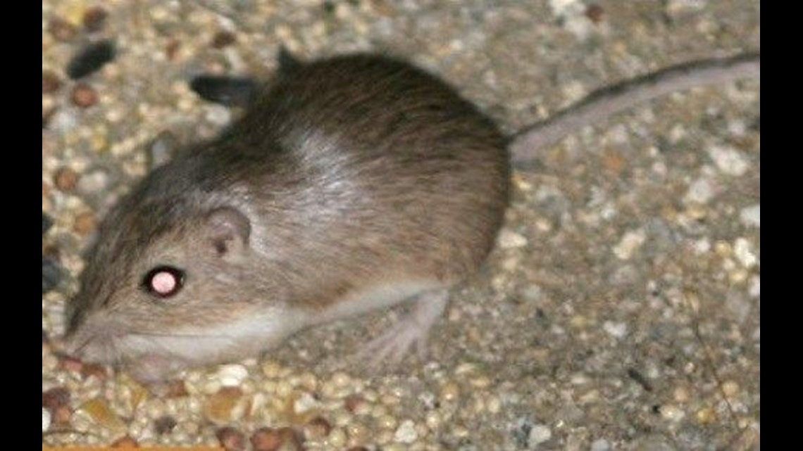Mystery Rodent: Did a San Diego man spot a very rare rat? | cbs8.com