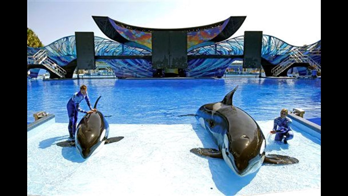 SeaWorld to sue California Coastal Commission over whale breeding ban ...