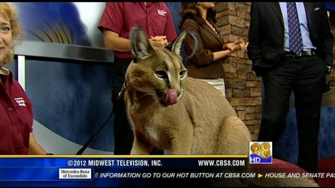 Zoo Day: Caracal | cbs8.com