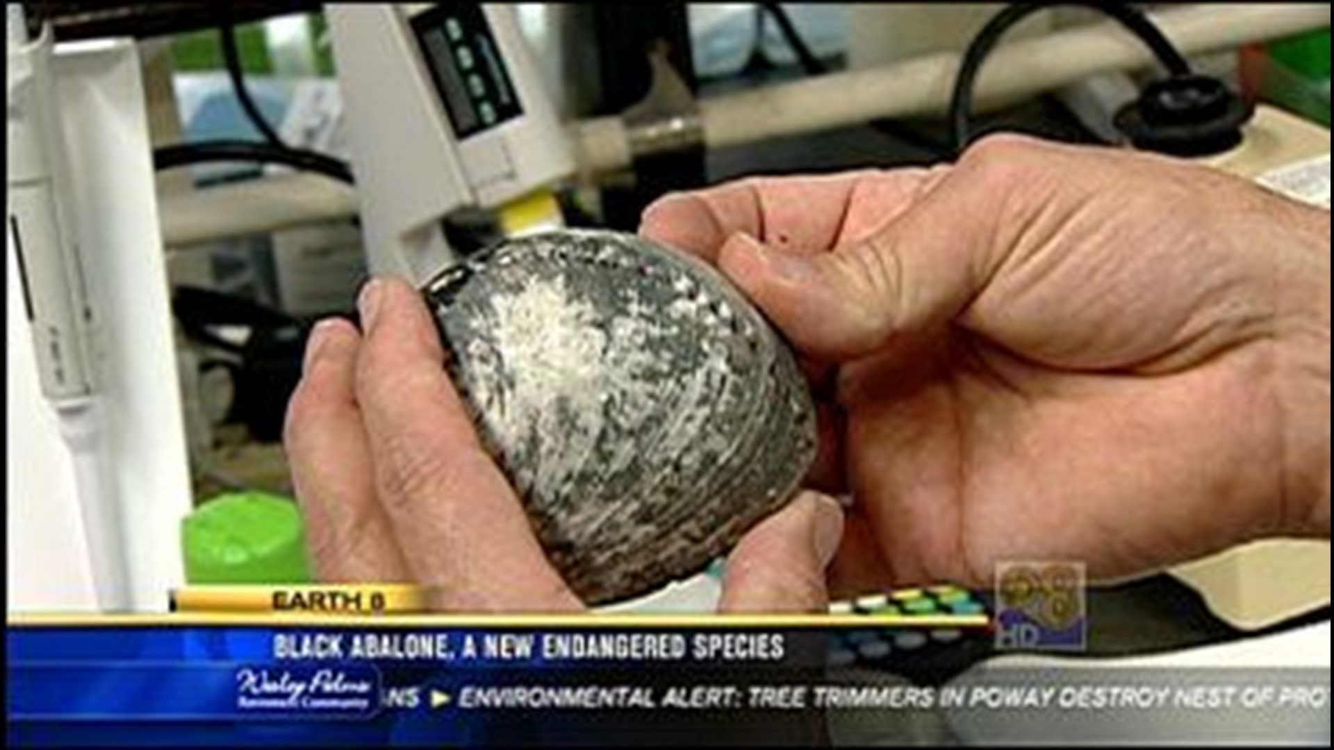 Black Abalone, A New Endangered Species | cbs8.com