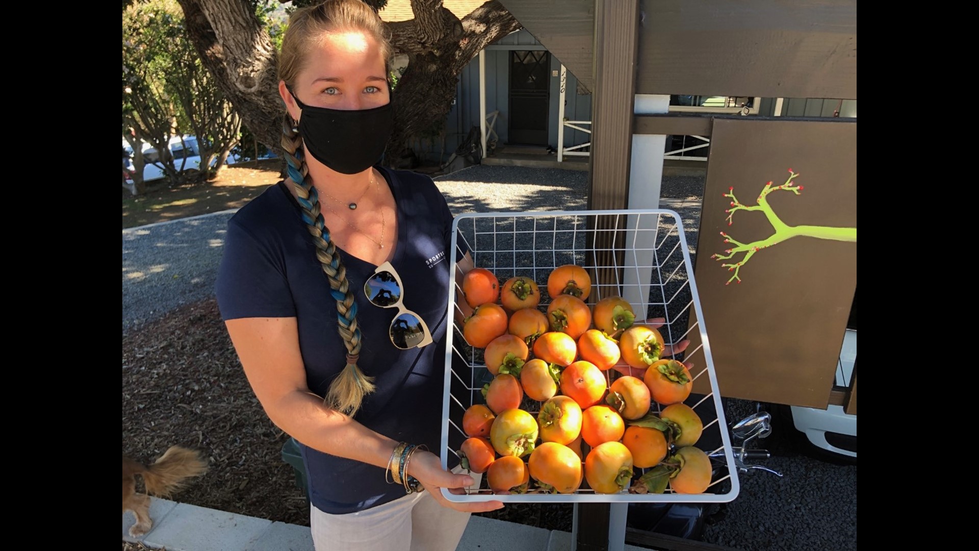 The Giving Tree: Vista resident creates free roadside fruit stand ...