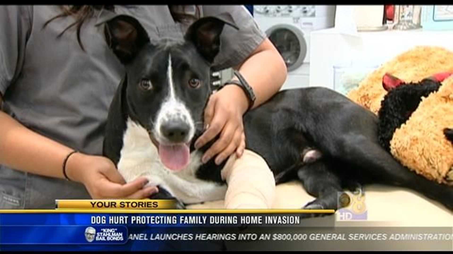 Dog recovering after chasing off home invasion robbers | cbs8.com
