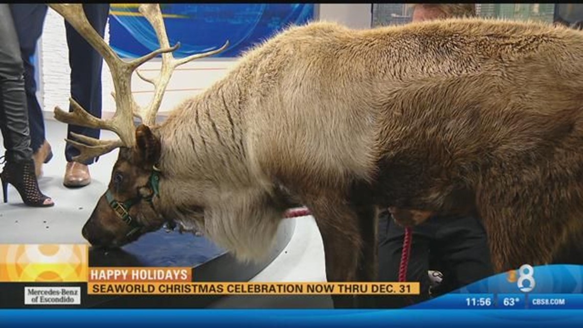 SeaWorld Christmas celebration now through December 31 | cbs8.com