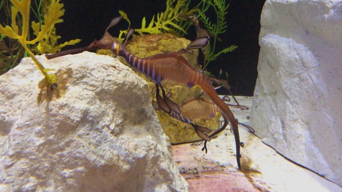 2 baby sea dragons hatch at Birch Aquarium | cbs8.com