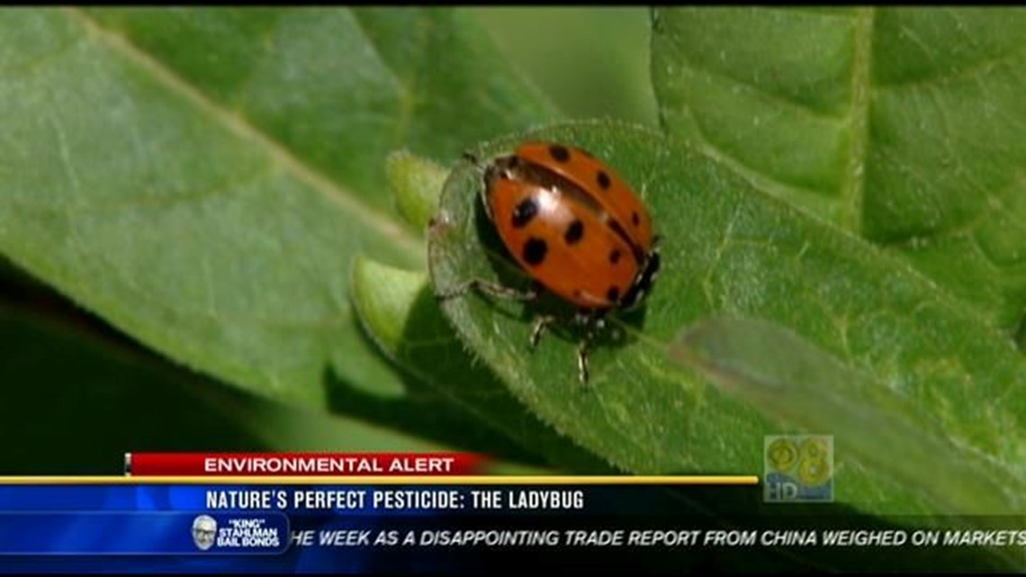 Nature's perfect pesticide: The ladybug | cbs8.com