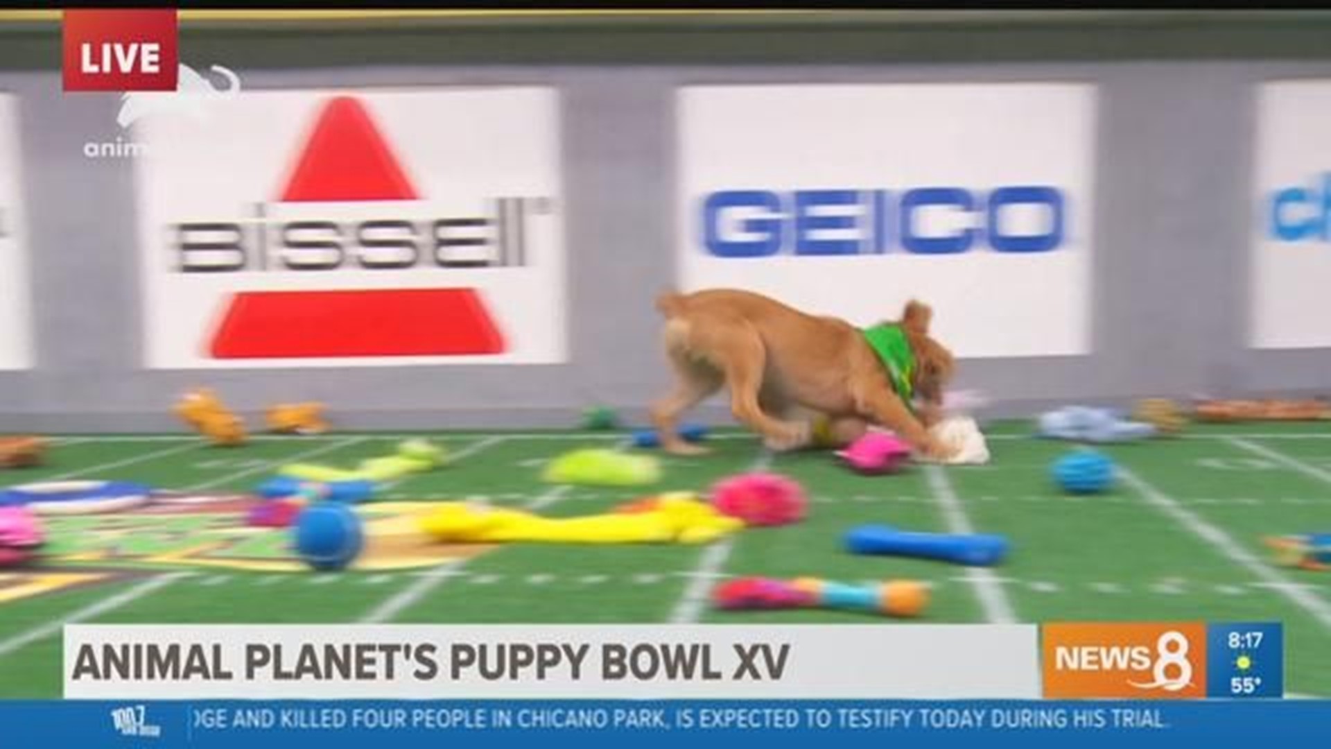 Team Ruff vs. Team Fluff square off in the 15th Annual Puppy Bowl ...