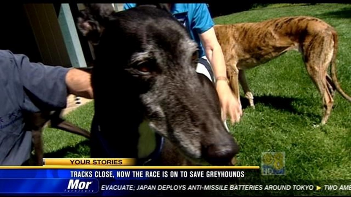 Tracks close, now the race is on to save greyhounds | cbs8.com