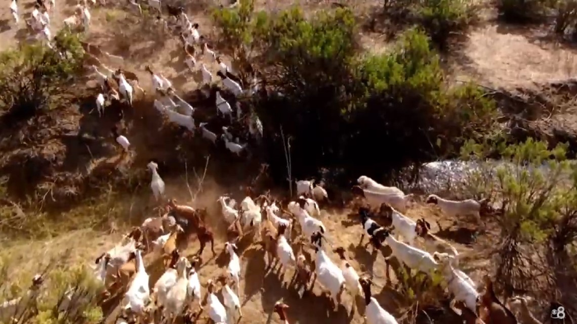 Why are these goats heading to college? | cbs8.com