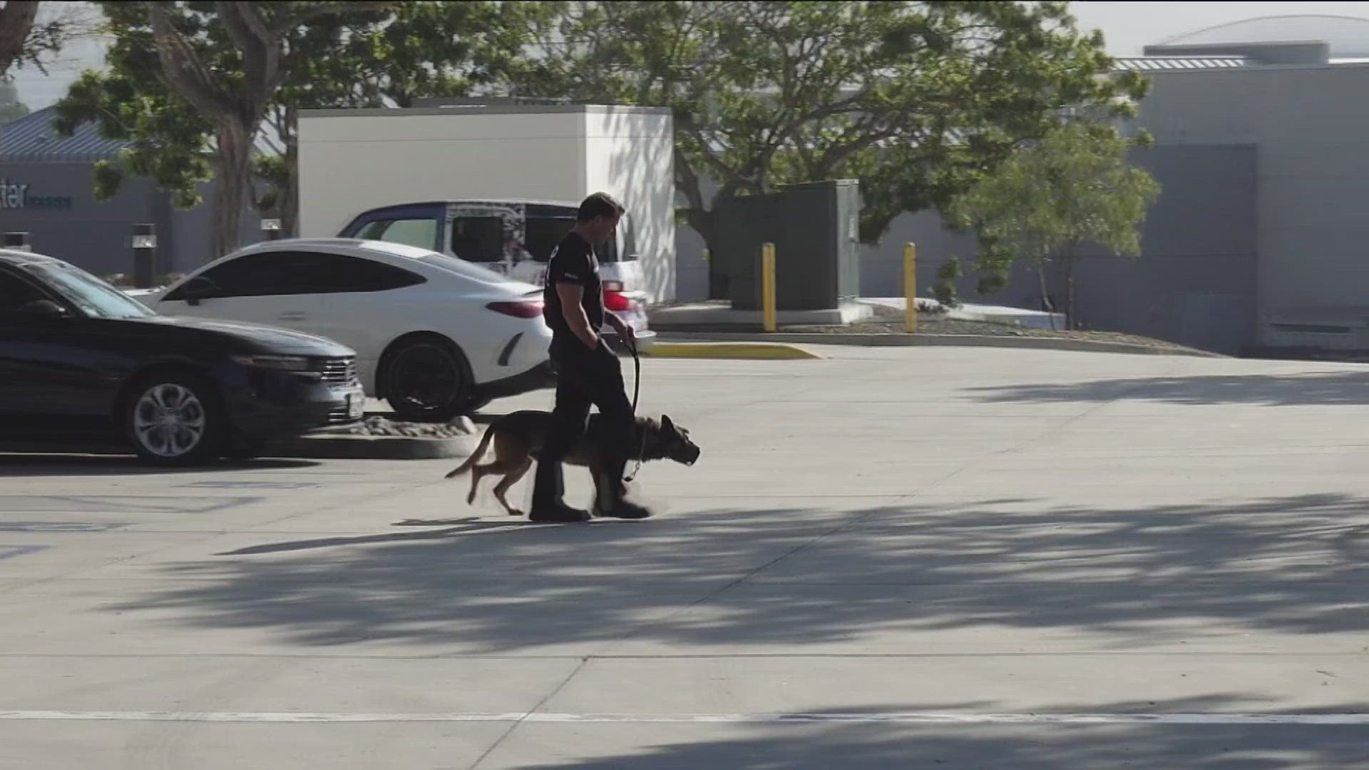 San Diego Police K-9 Bowie released from hospital after SWAT standoff ...