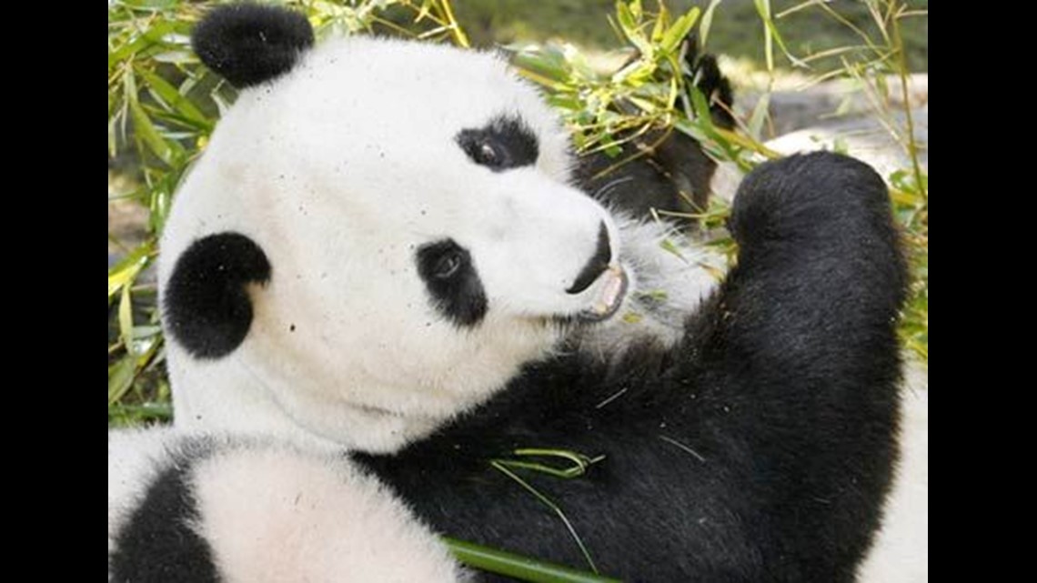 Panda Bai Yun is not pregnant, San Diego Zoo officials say | cbs8.com