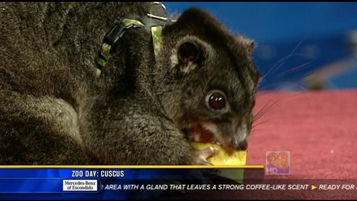 Zoo Day: Cuscus | cbs8.com