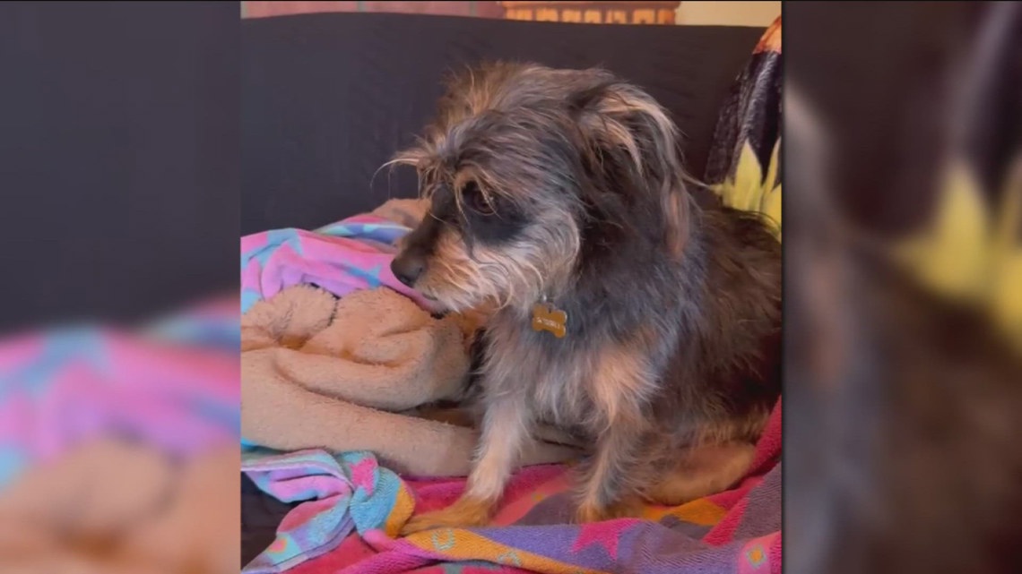 One dog dead, another ill from exposure to meth at Ocean Beach | cbs8.com