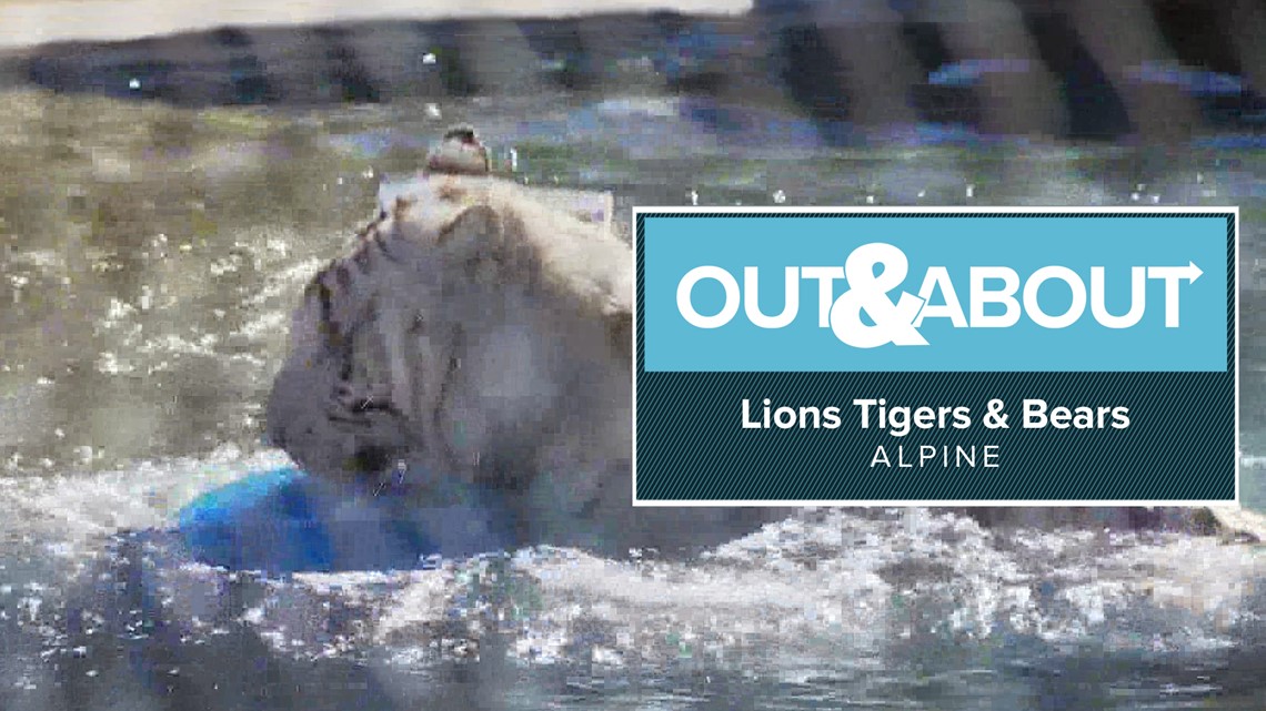 Out and About: Lions Tigers & Bears | cbs8.com