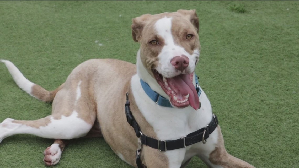 Can dogs lifespan be increased? | cbs8.com