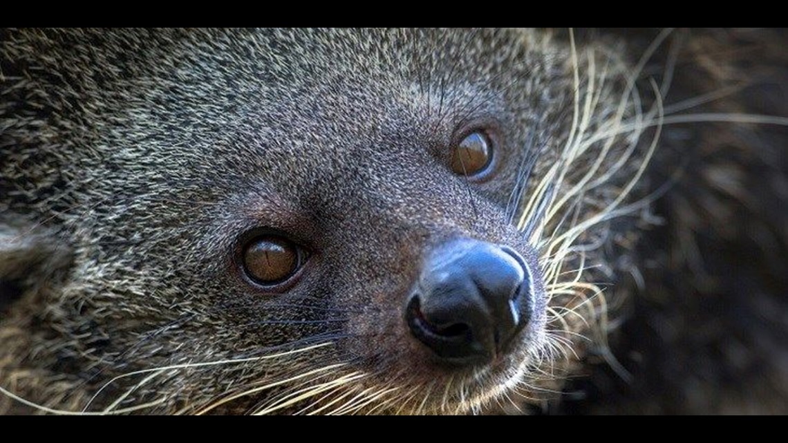 Zoo Day: Binturong | cbs8.com