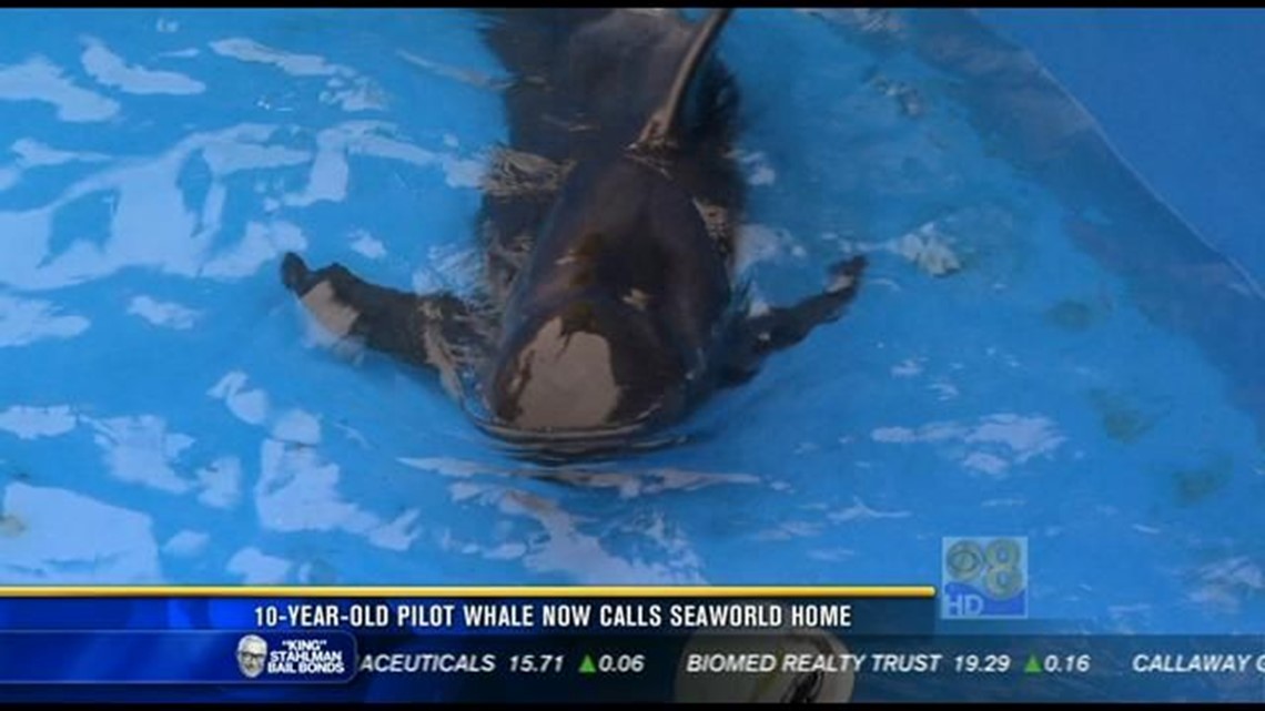 10-year-old pilot whale now calls SeaWorld home | cbs8.com