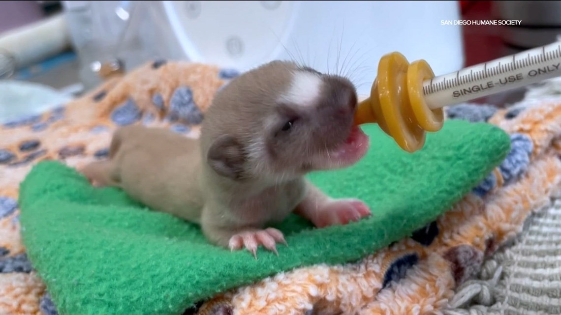 Rehabilitated, orphaned long-tailed weasel returns to wild | cbs8.com
