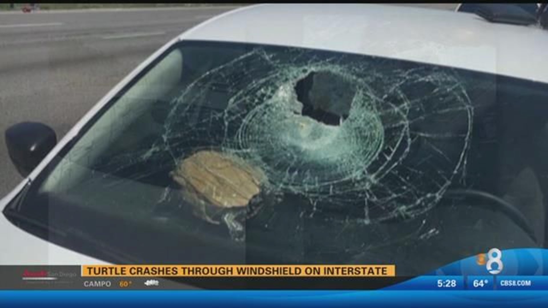 Turtle crashes through windshield on Interstate | cbs8.com