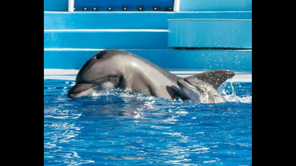 Bottlenose dolphin born at SeaWorld San Diego | cbs8.com