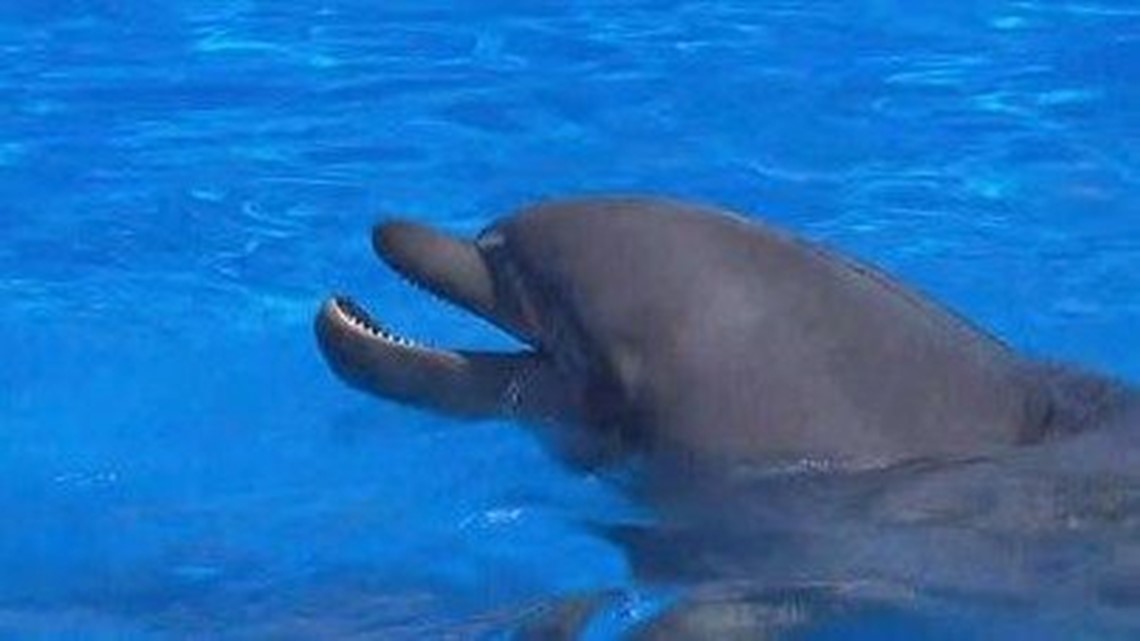 Genome sequenced for bottlenose dolphin thanks to collaboration between ...