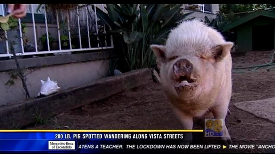200 pound pig spotted wandering along Vista streets | cbs8.com
