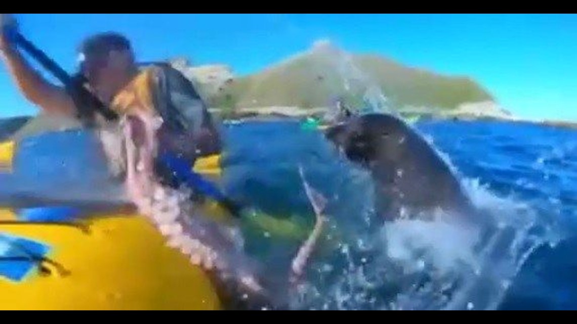 Seal slaps kayaker with octopus in viral GoPro video | cbs8.com