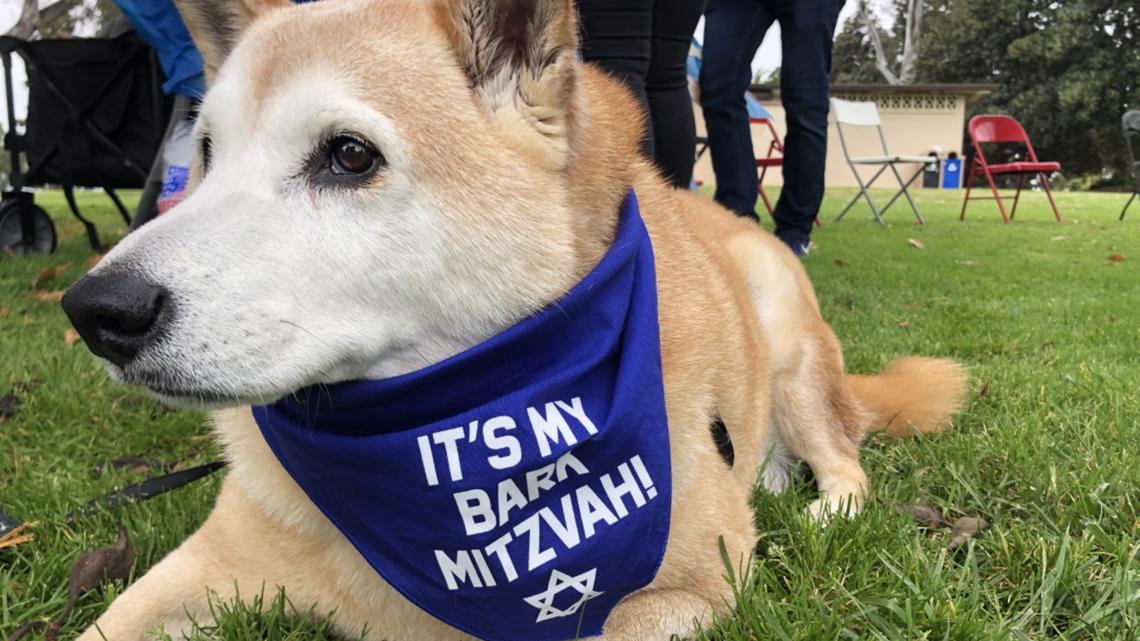 Dog mitzvah | cbs8.com