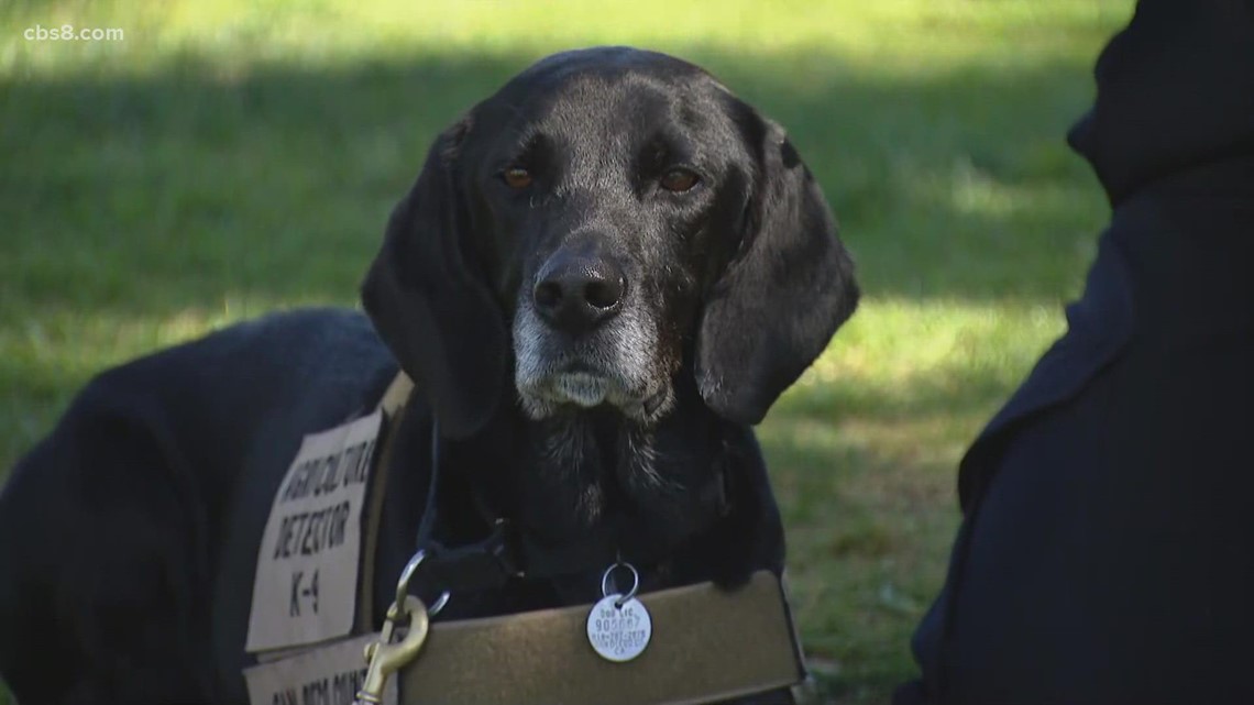 San Diego honors inspector dog for his service | cbs8.com