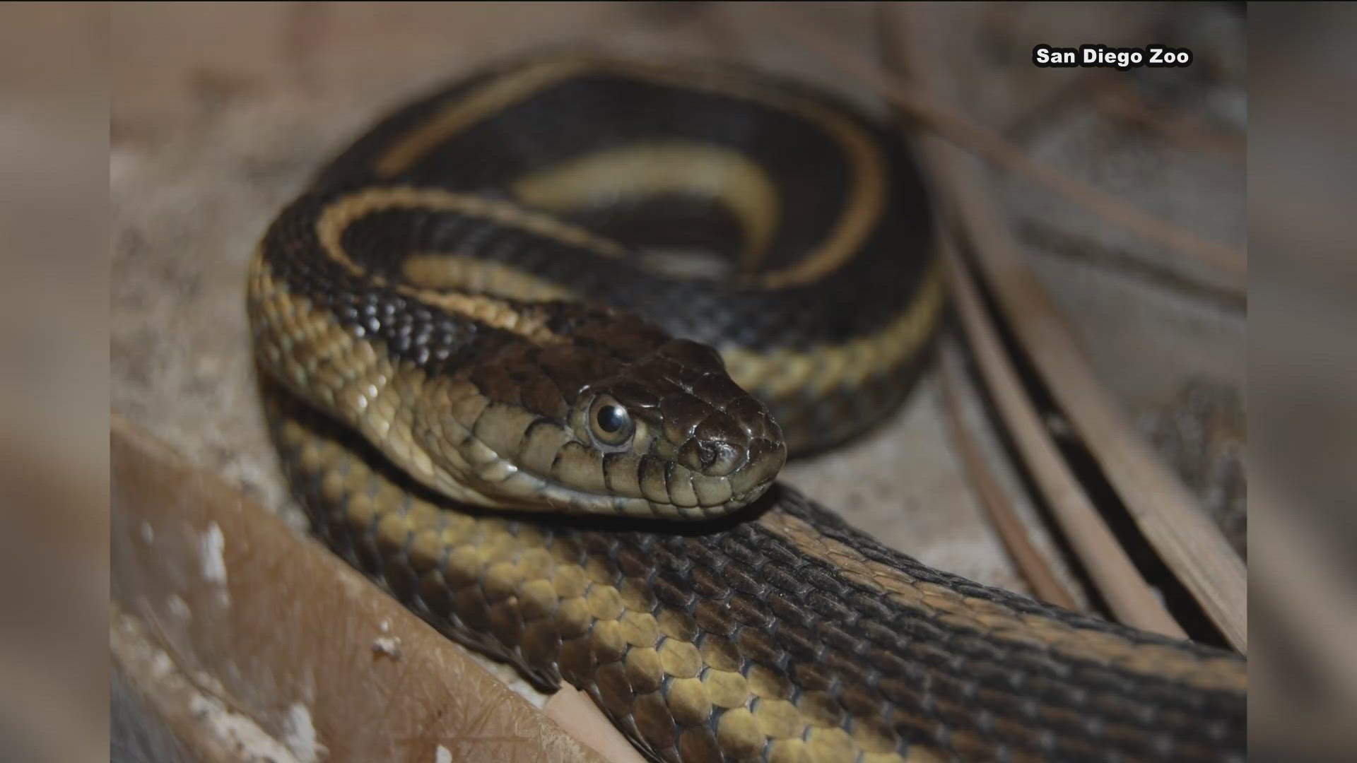 California names giant garter snake as official state snake | cbs8.com