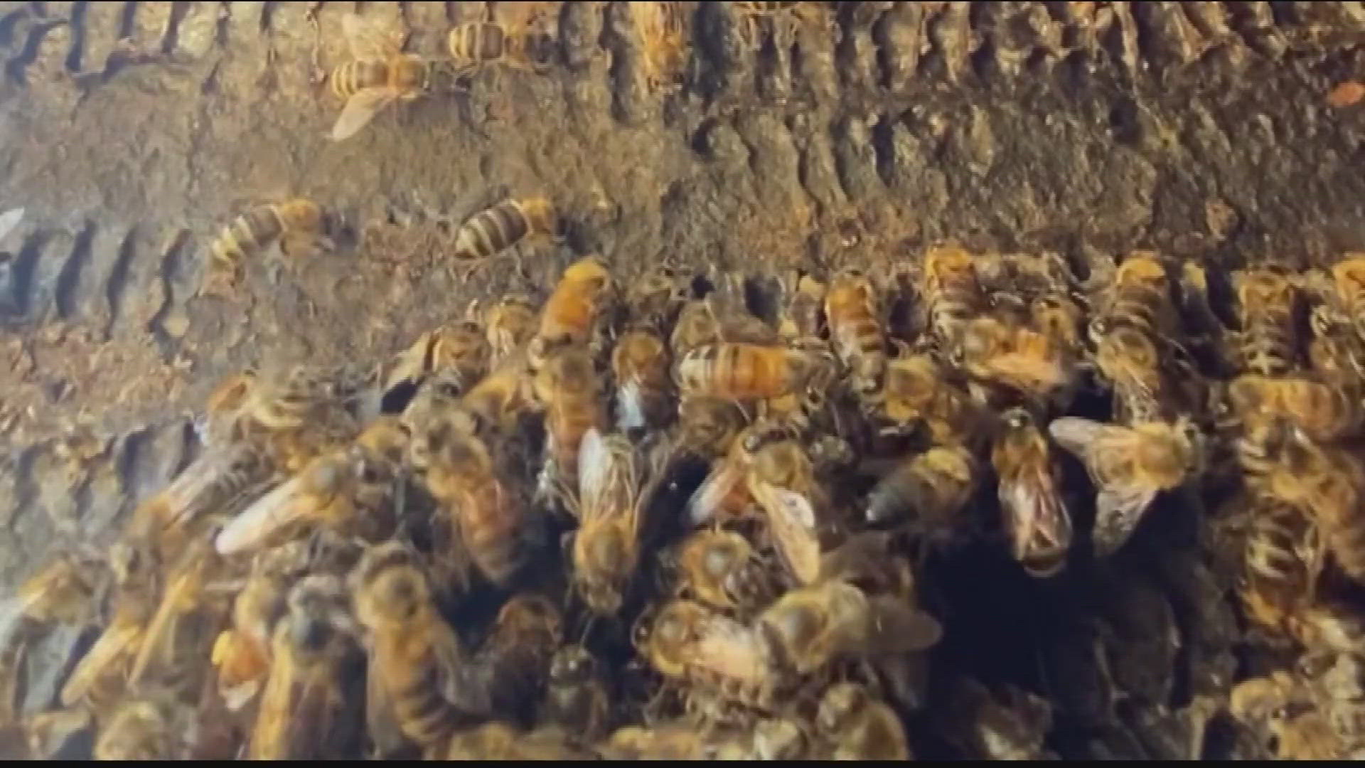 Feral honeybees threaten native bee species in UC San Diego study ...